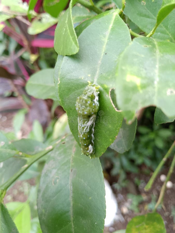 Amazing Green Worm in the Leaf Stock Photo - Image of worm, leaf: 318575594
