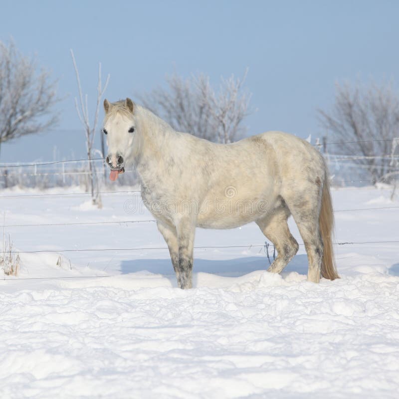 Amazing Grey Pony in Winter Stock Photo - Image of animal, cold: 35674032