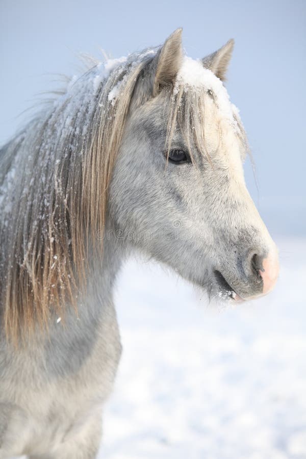 Amazing Grey Pony in Winter Stock Image - Image of outside, mammal ...