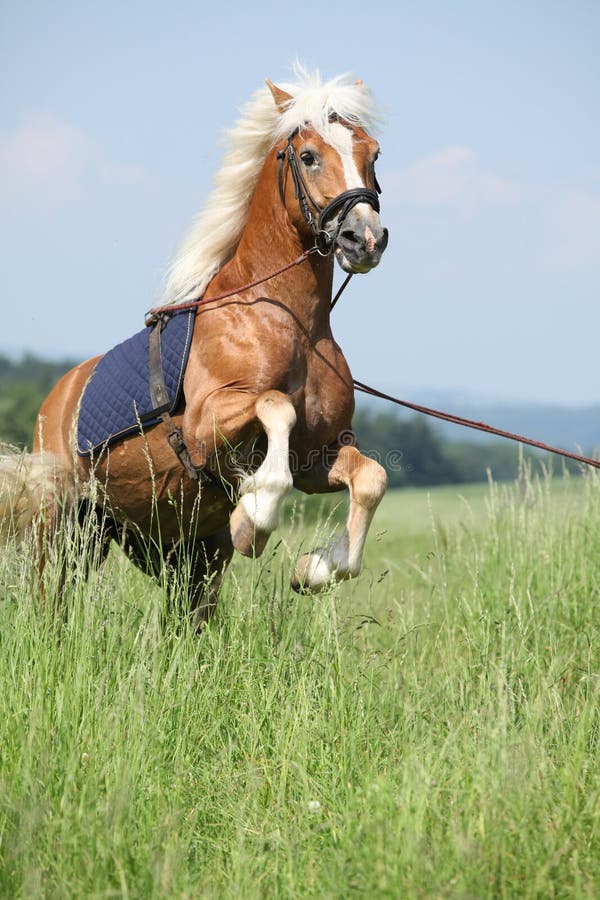 Amazing Haflinger Stallion Prancing in Beautiful Nature Stock Photo ...