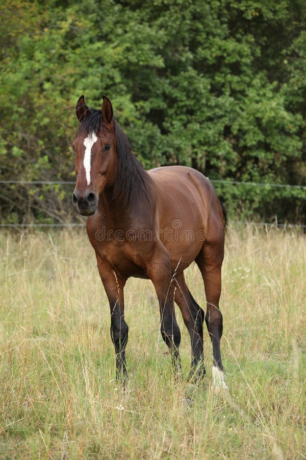 Amazing Horse with Short Mane on Pasturage Stock Photo - Image of ...
