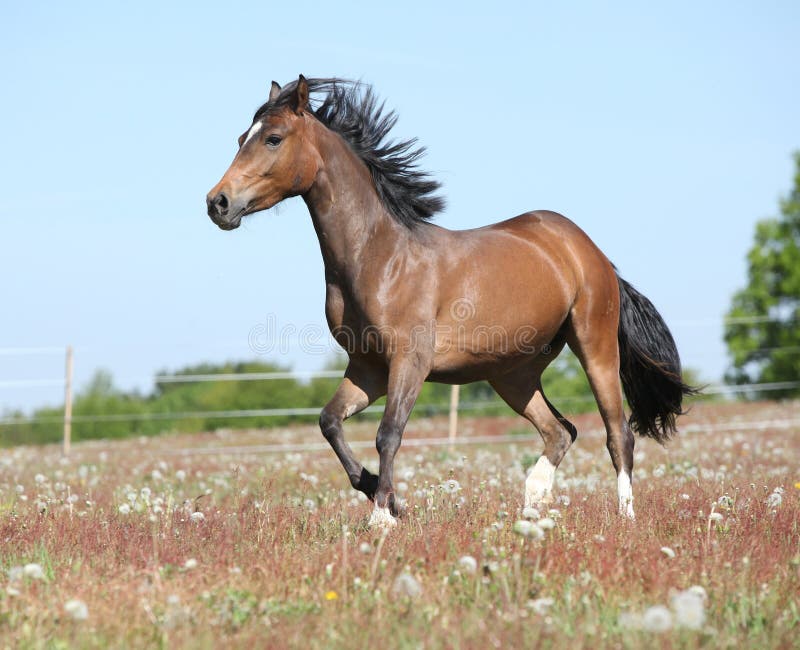 Amazing Horse Running on Spring Pasturage Stock Photo - Image of ...