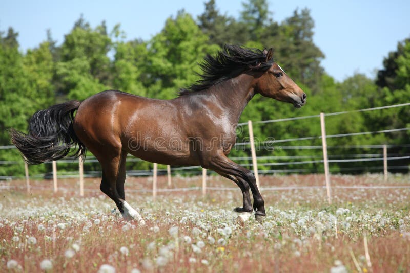 Amazing Horse Running on Spring Pasturage Stock Photo - Image of graze ...