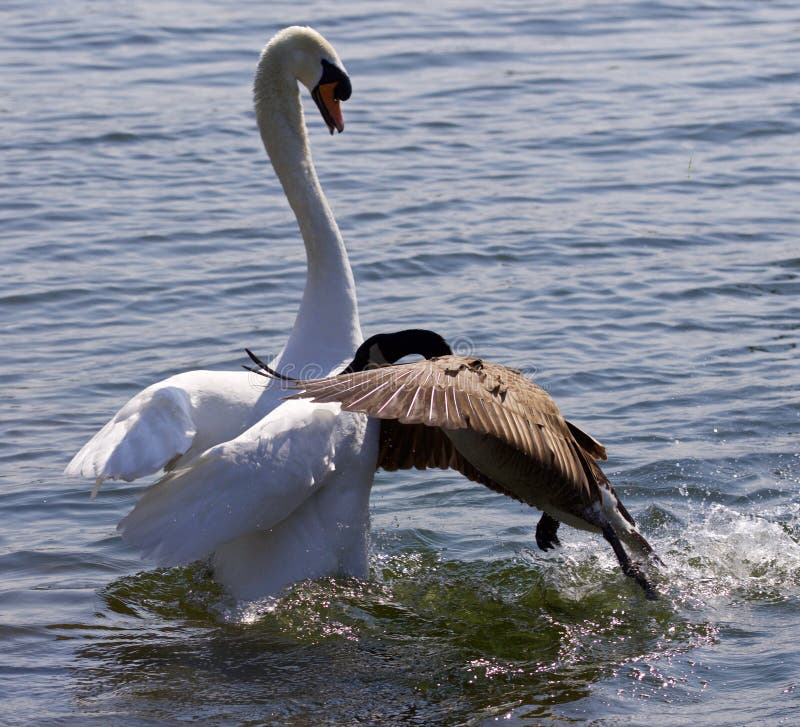 Amazing Image of the Epic Fight between the Canada Goose and the Swan ...