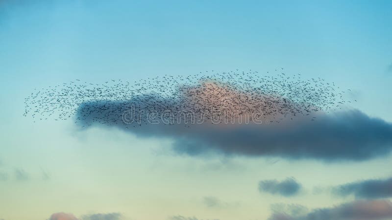 Amazing Image of Starling Murmuration in Flight during Pastel Colour ...