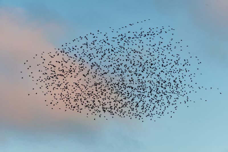 Amazing Image of Starling Murmuration in Flight during Pastel Colour ...