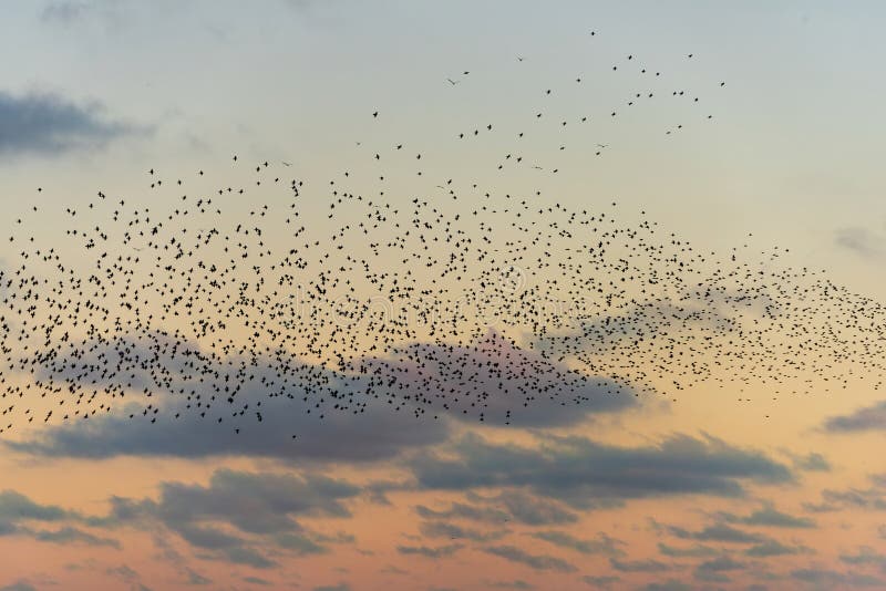 Amazing Image of Starling Murmuration in Flight during Pastel Colour ...