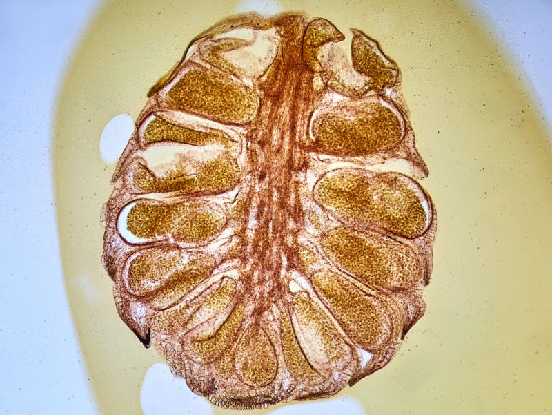 Life under a microscope stock photo. Image of molecule - 309095320