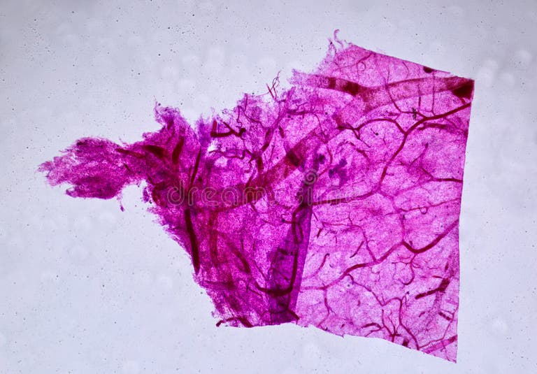 Life under a microscope stock photo. Image of bacteria - 309095346