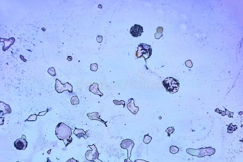 Life under a microscope stock image. Image of microorganism - 309095379