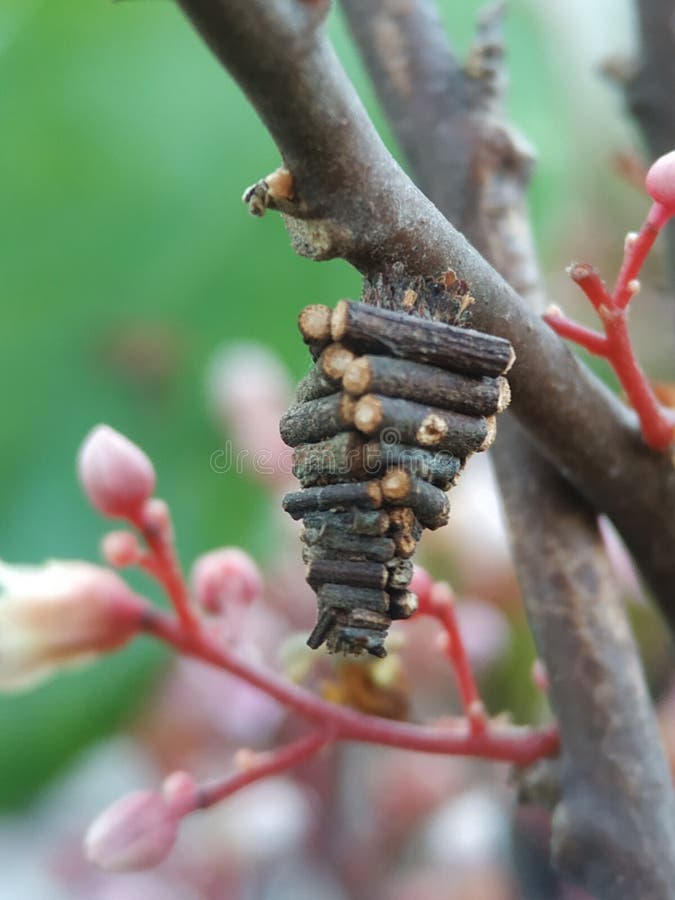 Insect house stock photo. Image of insect, masterpieces - 267109536