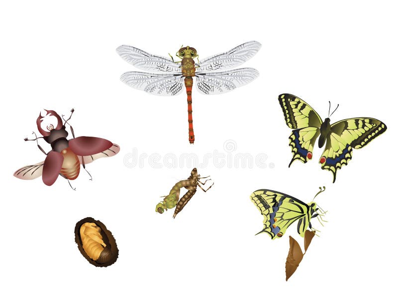 Amazing Insect World - Metamorphosis Stock Illustration - Illustration ...