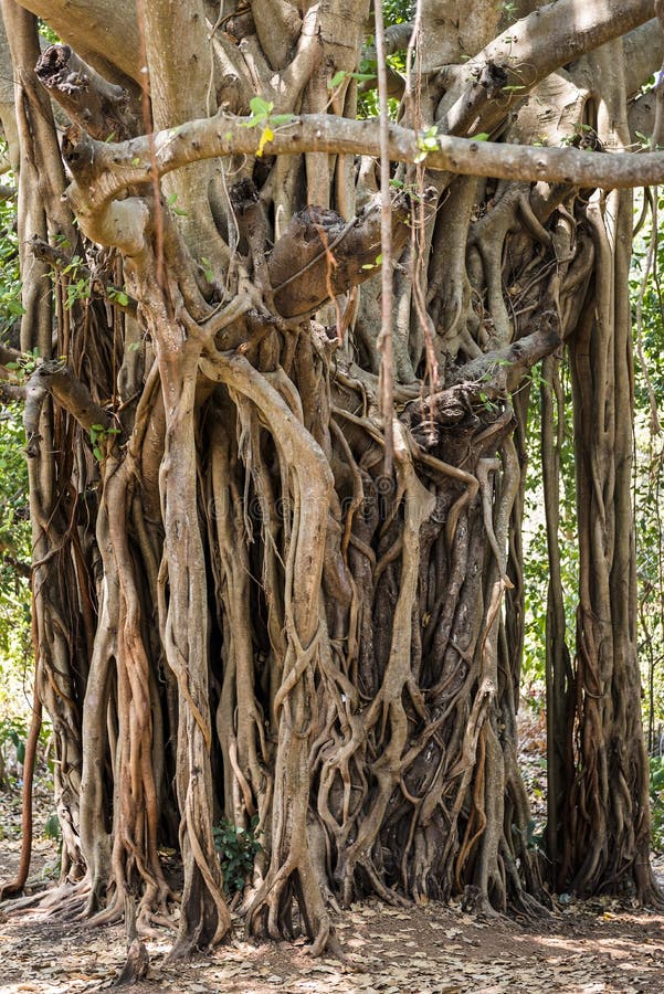Amazing Interweaving of Banyan Tree Roots Growing from Branches in Goa ...