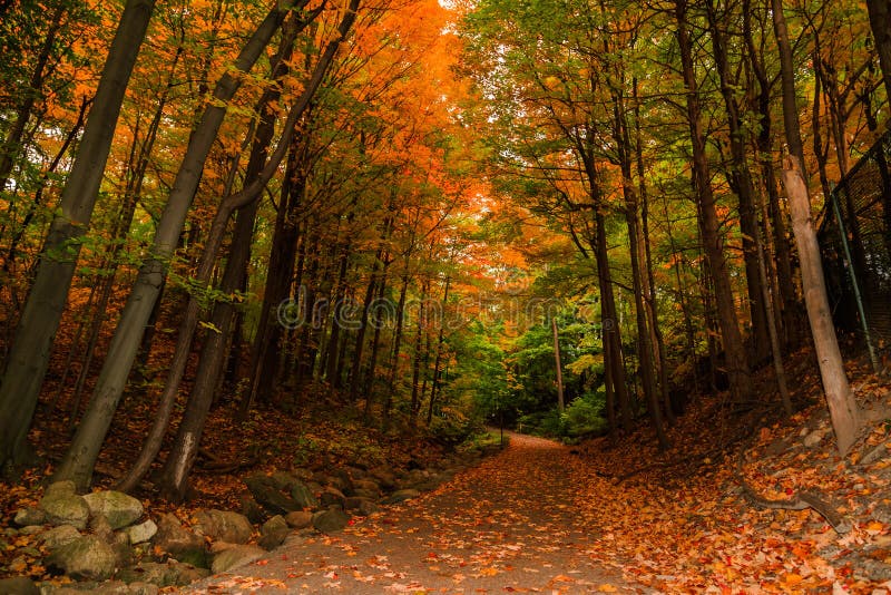 Amazing Inviting View of Autumn Woods, Path in Park Stock Image - Image ...