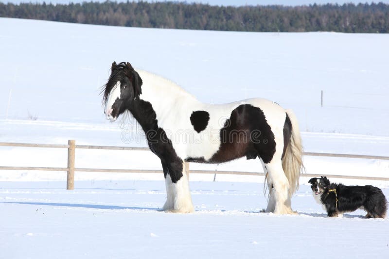 Amazing irish cob stallion stock photo. Image of cold - 89923428