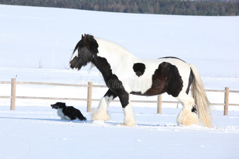 Amazing Irish Cob in Winter Stock Photo - Image of snowfall, drift ...