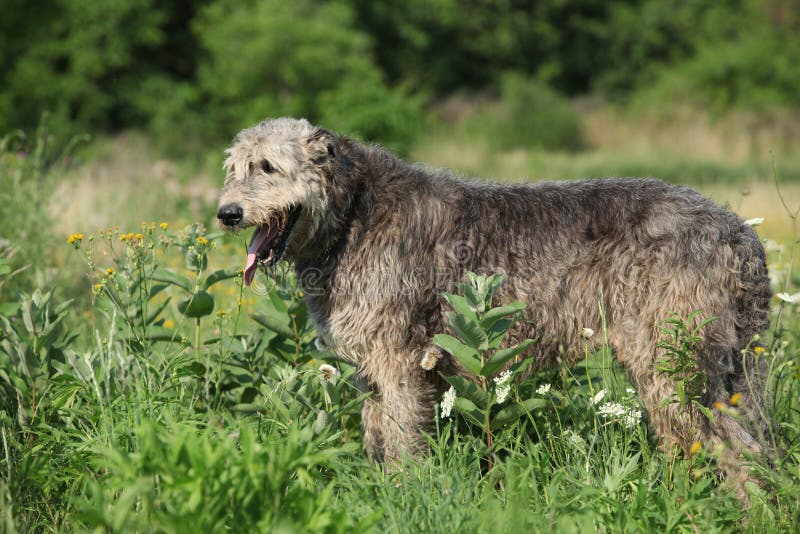 Amazing Irish Wolfhound Running in Winter Stock Photo - Image of ...