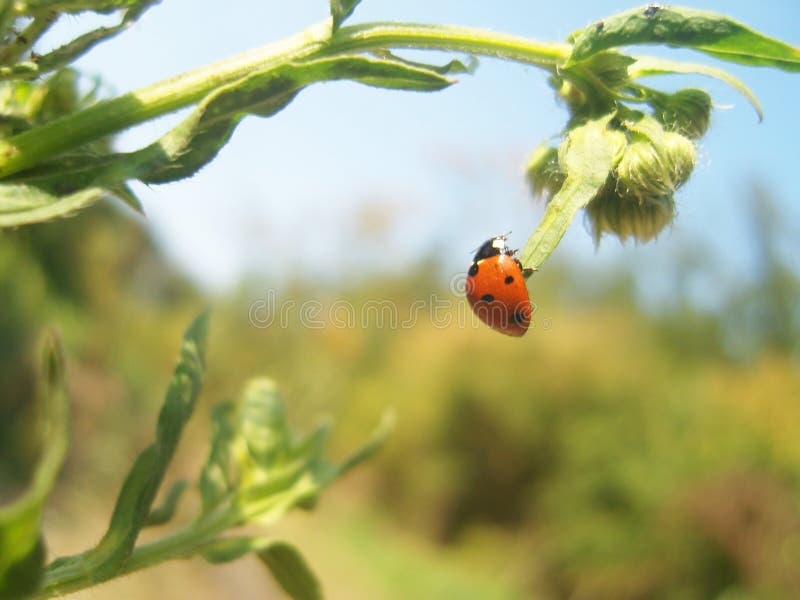 Amazing ladybug in forest stock photo. Image of green - 225342674