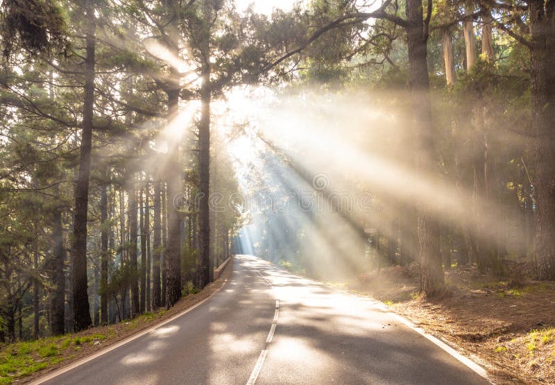 Road in a rays of sun stock photo. Image of nature, celestial - 18489030