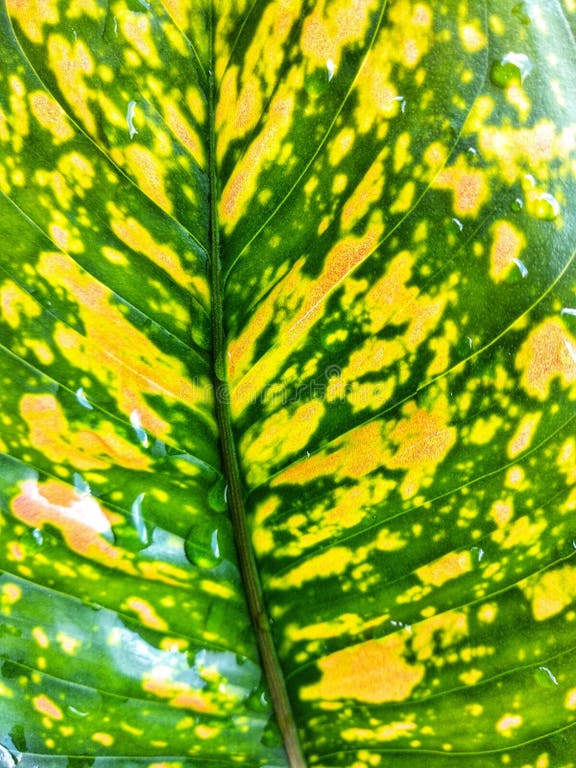 Amazing leaf motive stock image. Image of green, leaf - 290099271