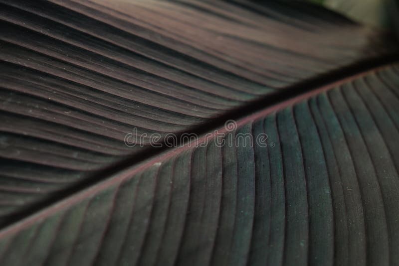 Amazing leaf texture stock photo. Image of abstract, live - 2868282