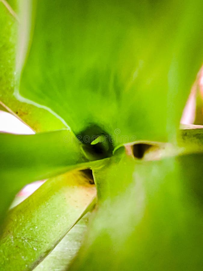 Amazing Leaf in Water stock image. Image of green, yellow - 222047209