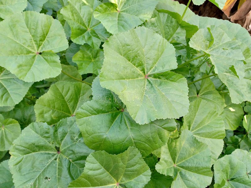 Khobeza Stock Photos - Free & Royalty-Free Stock Photos from Dreamstime