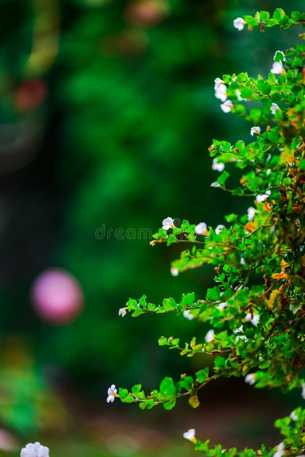 Beautiful Flowers at the Springtime Stock Image - Image of landscape ...