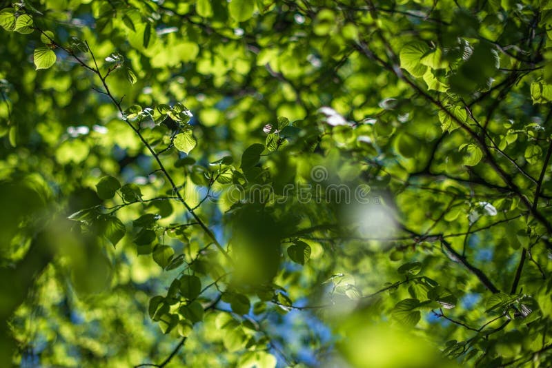 Young Aspen Leaves Under the Sunlight Stock Photo - Image of garden ...