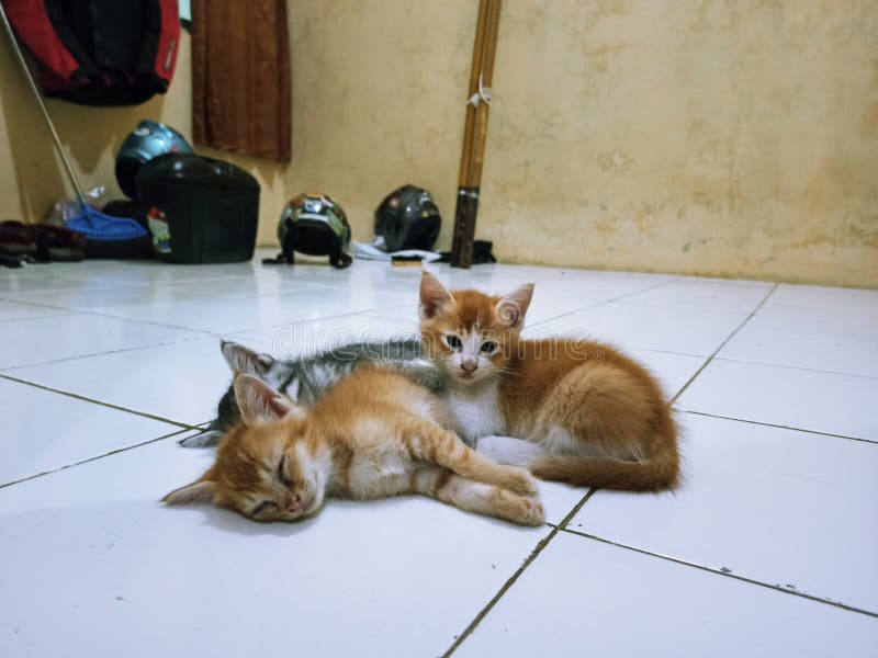 Amazing little kitten stock photo. Image of amazing - 202606304