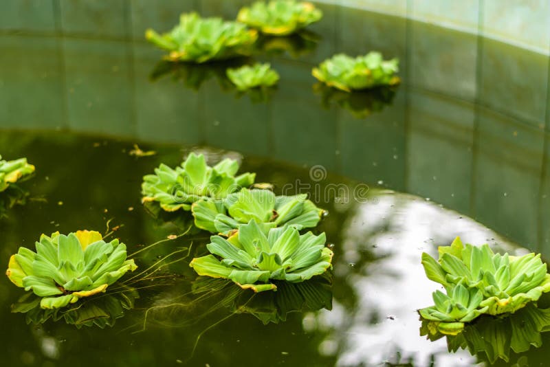 The Vegetable Live on the Water Stock Photo - Image of fresh, cabbage ...