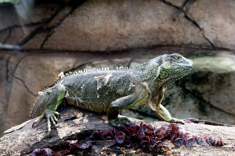 Amazing lizard on the wild stock photo. Image of lizard - 132970432