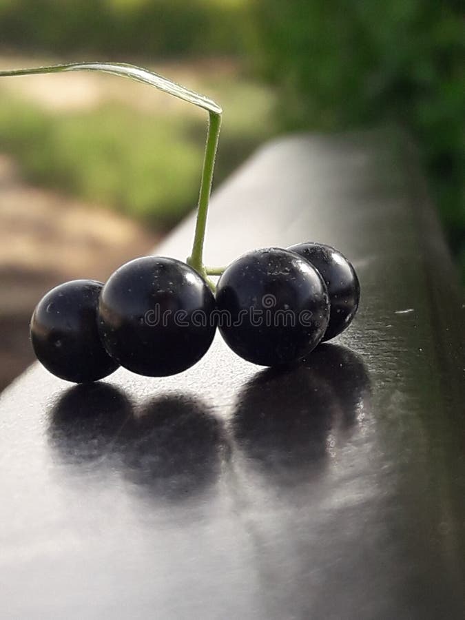 Amazing locks food stock photo. Image of leaf, locks - 268940914