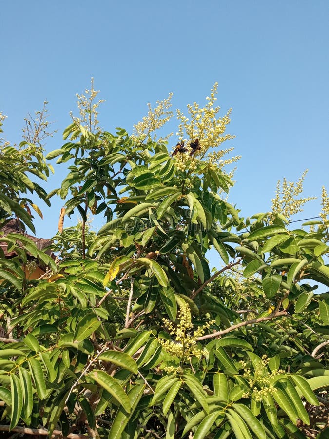 The Amazing Longan Tree Flower in the Yard Stock Image - Image of ...