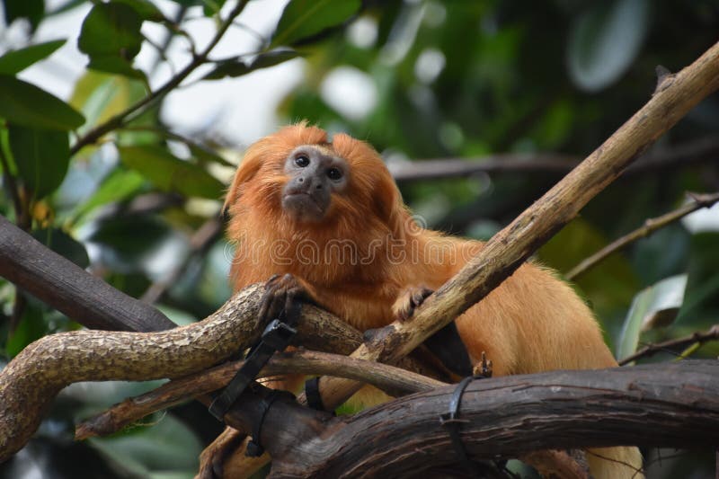 Amazing Look into the Face of a Tamarin Monkey Stock Photo - Image of ...