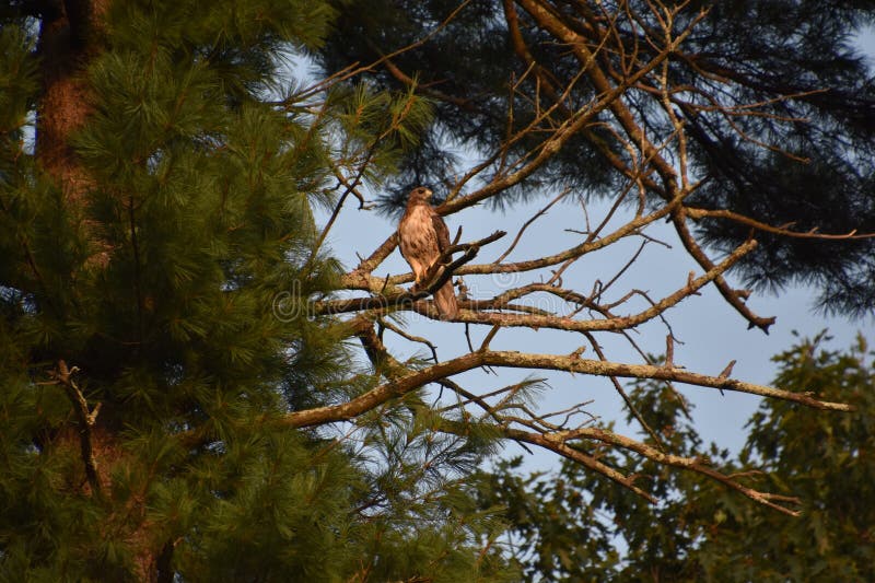 Amazing Look at a Falcon in a Tree Top Stock Image - Image of predator ...