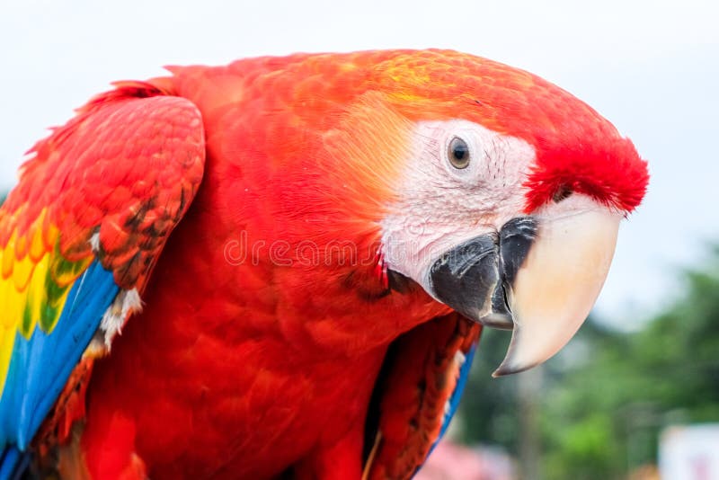1,176 Cat Macaw Stock Photos - Free & Royalty-Free Stock Photos from ...