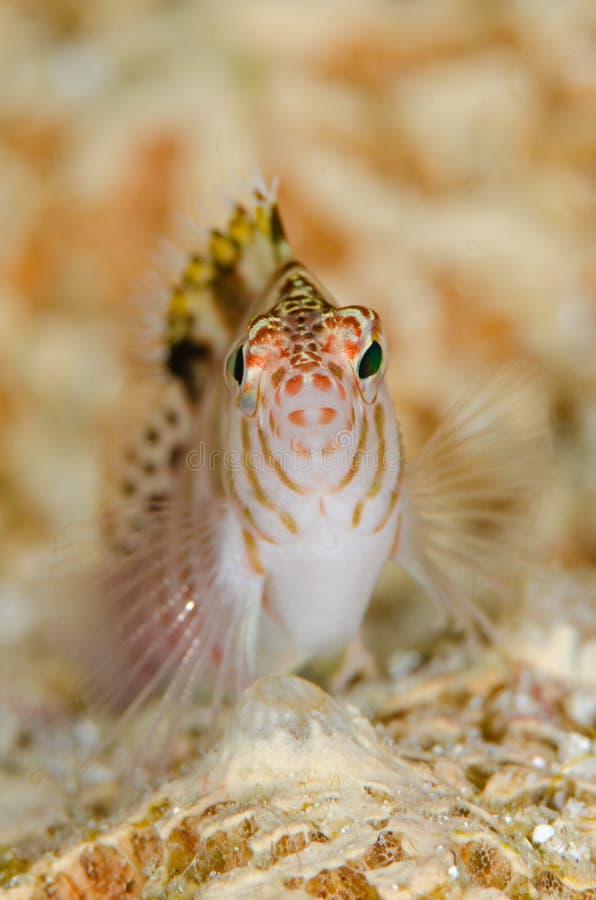 Amazing Macro Shot of a Coral Reef Fish Stock Photo - Image of fish ...