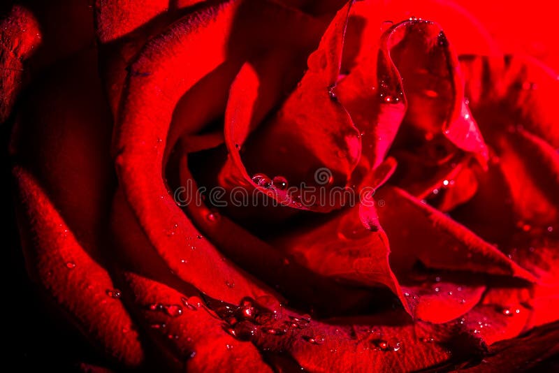 Amazing Macro Shot of Dark Red Rose with Water Drops. Selective Focus ...