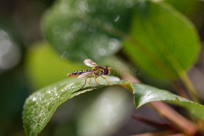 Amazing Macro Shot of a Dipterous on a Leaf Stock Photo - Image of ...