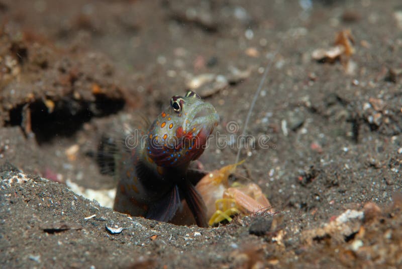 Amazing Macro Shot of a Shrimp and Fish in the Sand Under the Sea Stock ...