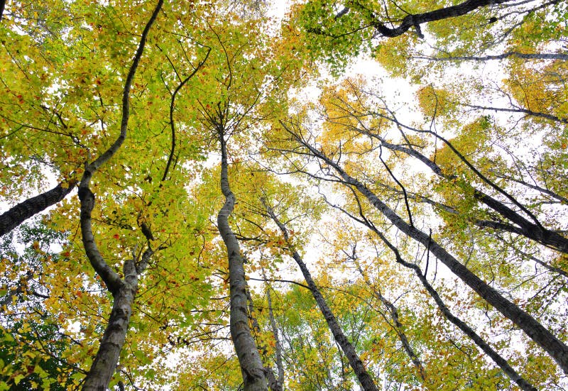 Amazing maple trees stock photo. Image of detail, nature - 35949396