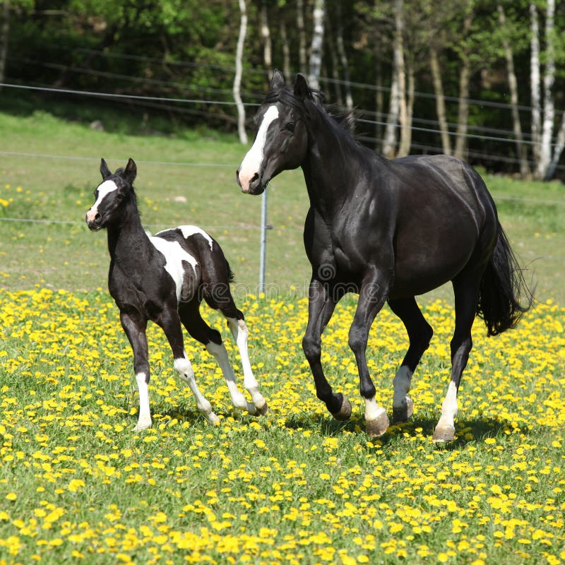 Amazing Mare with Little Foal Running on Spring Pasturage Stock Photo ...