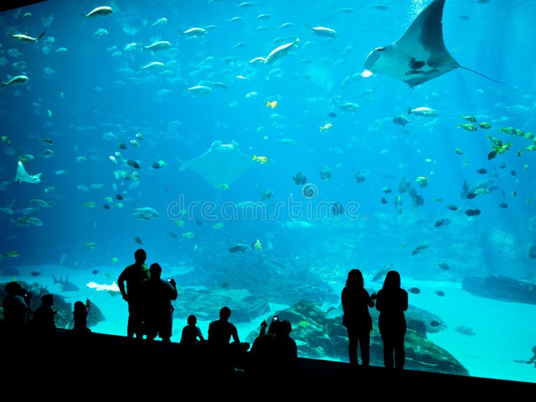 Amazing Marine life stock image. Image of marine, amazing - 24347171