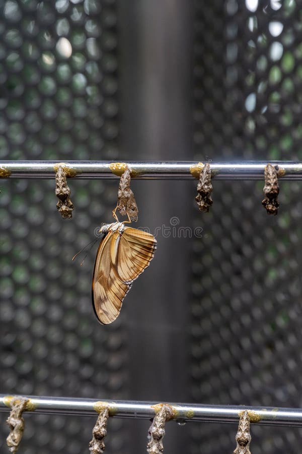 Amazing Moment ,butterfly Emerging from Its Chrysalis Stock Image ...