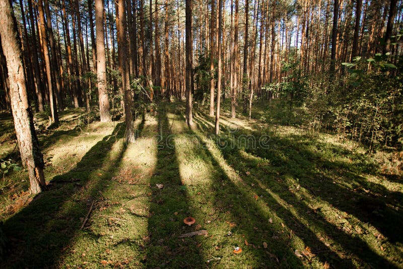 Amazing Morning Shadows in the Forest. Stock Photo - Image of beauty ...