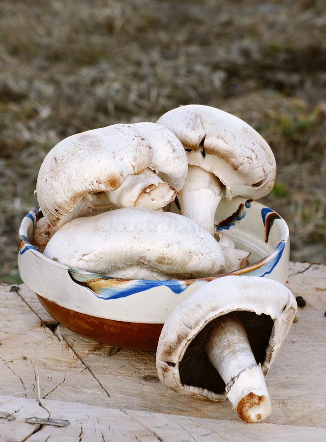 Amazing mushrooms stock image. Image of edible, culinary - 39031059