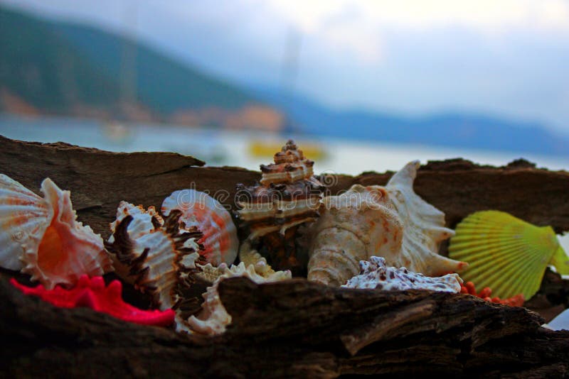 Summer Creation on the Beach with Sea Natural Creatures Stock Image ...