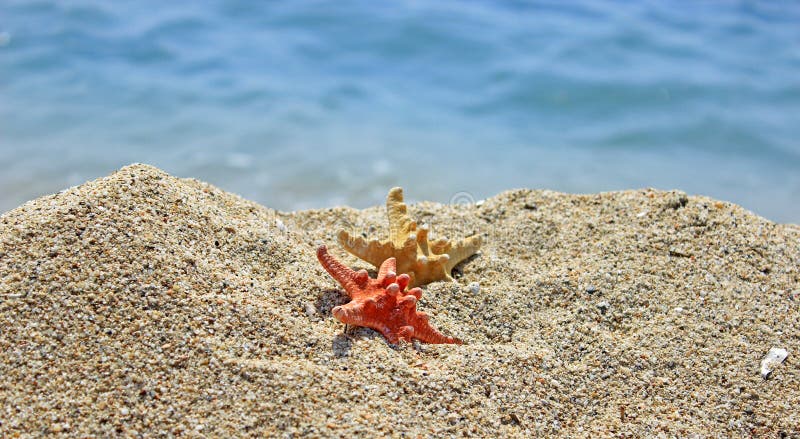 Summer Creation on the Beach with Sea Natural Creatures Stock Image ...