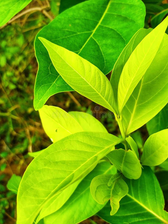 The Amazing Natural View of Green Leaf. Stock Photo - Image of ...